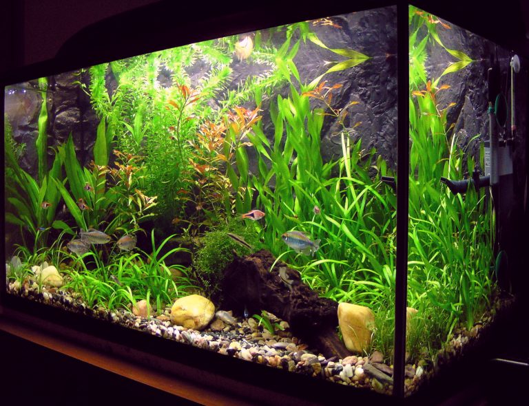 Checklist of Essential Aquarium Equipment - Bunnycart Blog