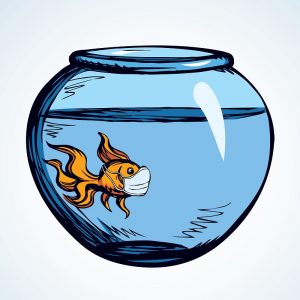 Aquarium Fish Quarantine- Why it is Important - Bunnycart Blog