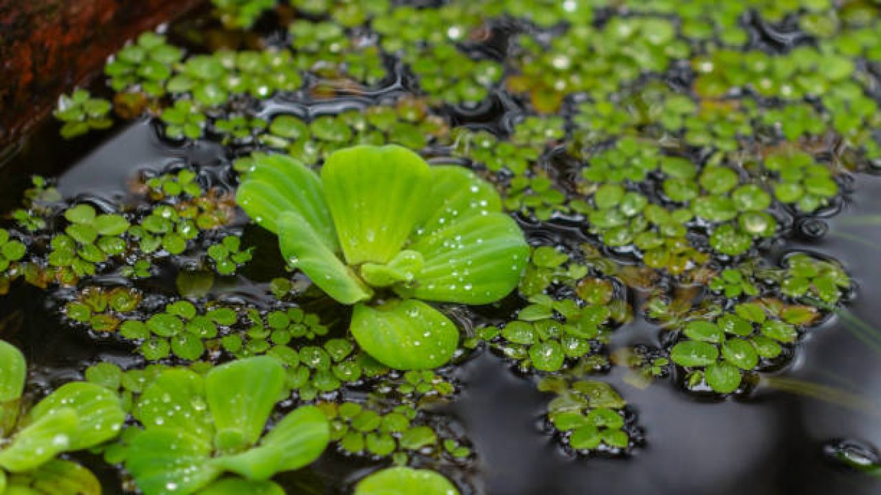 Freshwater Floating Plants