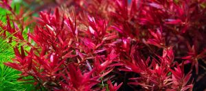 7 Best Red Aquatic Plants to Add Color to Aquarium - Bunnycart Blog