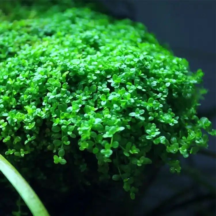 hemianthus callitrichoides hc cuba