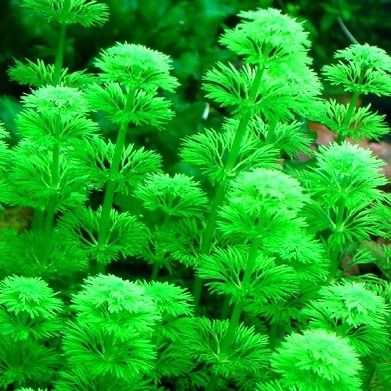 limnophila aquatica
