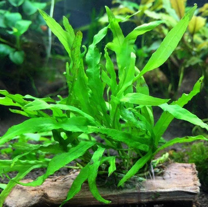 trident java fern aquascape