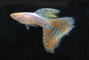 Buy Guppy Fish Online in India