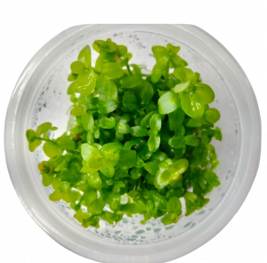 Buy Tissue Culture Aquatic Plants online