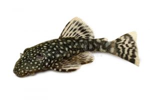 Aquarium fish - Buy Aquarium fishes online