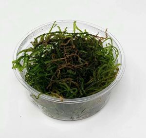 Buy Aquarium Plants online in India - Free Shipping