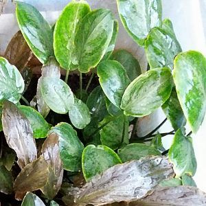 Midground Aquatic Plants - Aquatic Plants