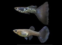 Buy Galaxy Blue Tail Guppy online