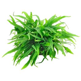 Buy Java Fern Philippine online