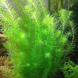 Mayaca Fluviatilis - Buy online | Bunnycart