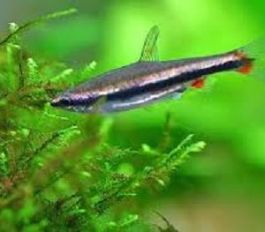 Pencil fish - Buy Pencil fish online | Bunnycart