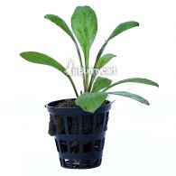 Buy Aquatic Plants & Aquarium Fish online