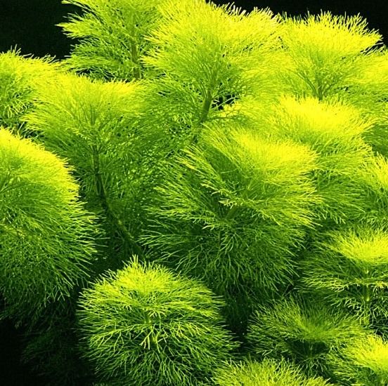 Limnophila Aquatica Ambulia (13 Photos): Royal And Sessile Flowered