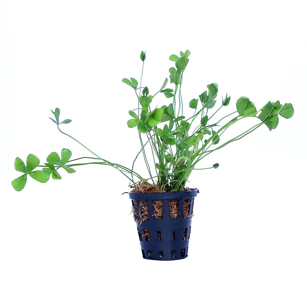 Marsilea