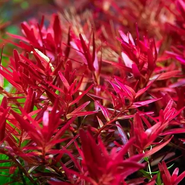 Acuario Rotala Rotundifolia
