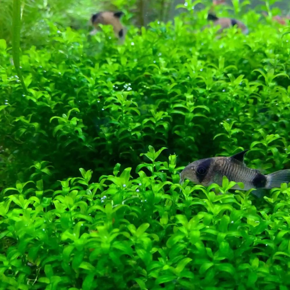 Buy Hemianthus Micranthemoides (Pearl Weed) - Tissue culture Aquatic Plant