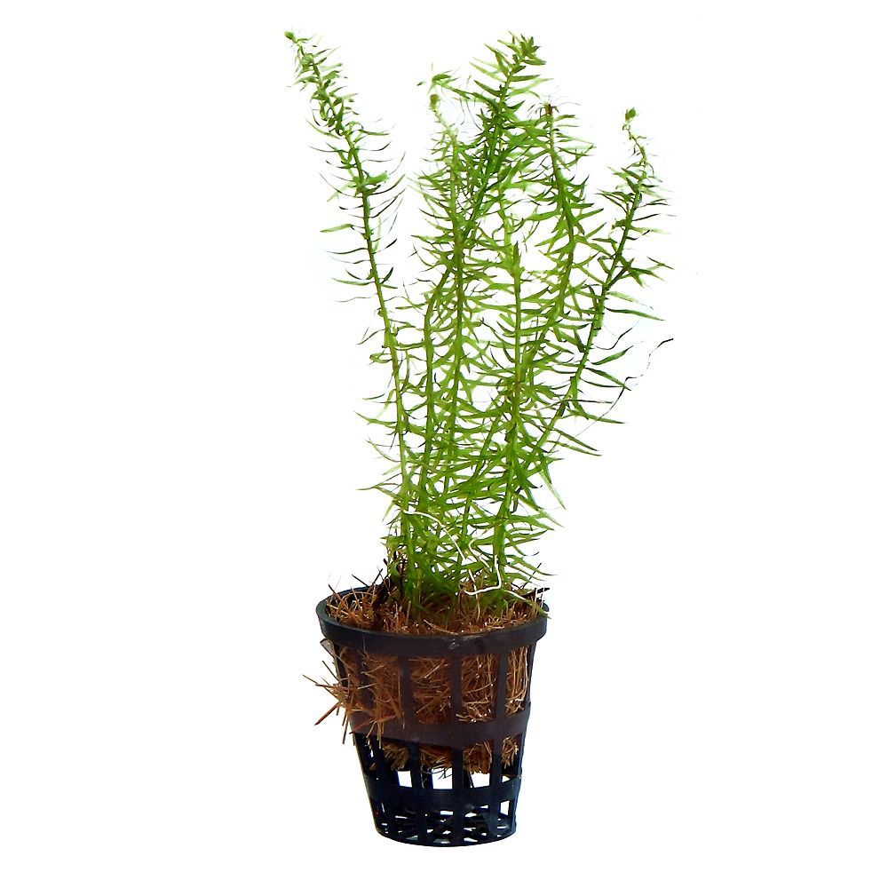 Mayaca Fluviatilis - Buy online