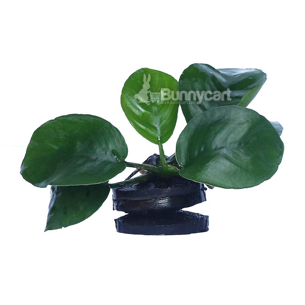 Buy Anubias 'Butterfly' online