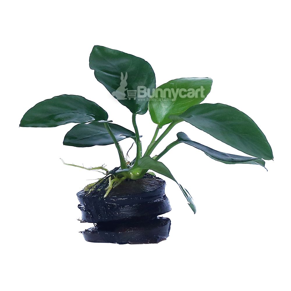 Buy Anubias nana 'Long Wavy' online