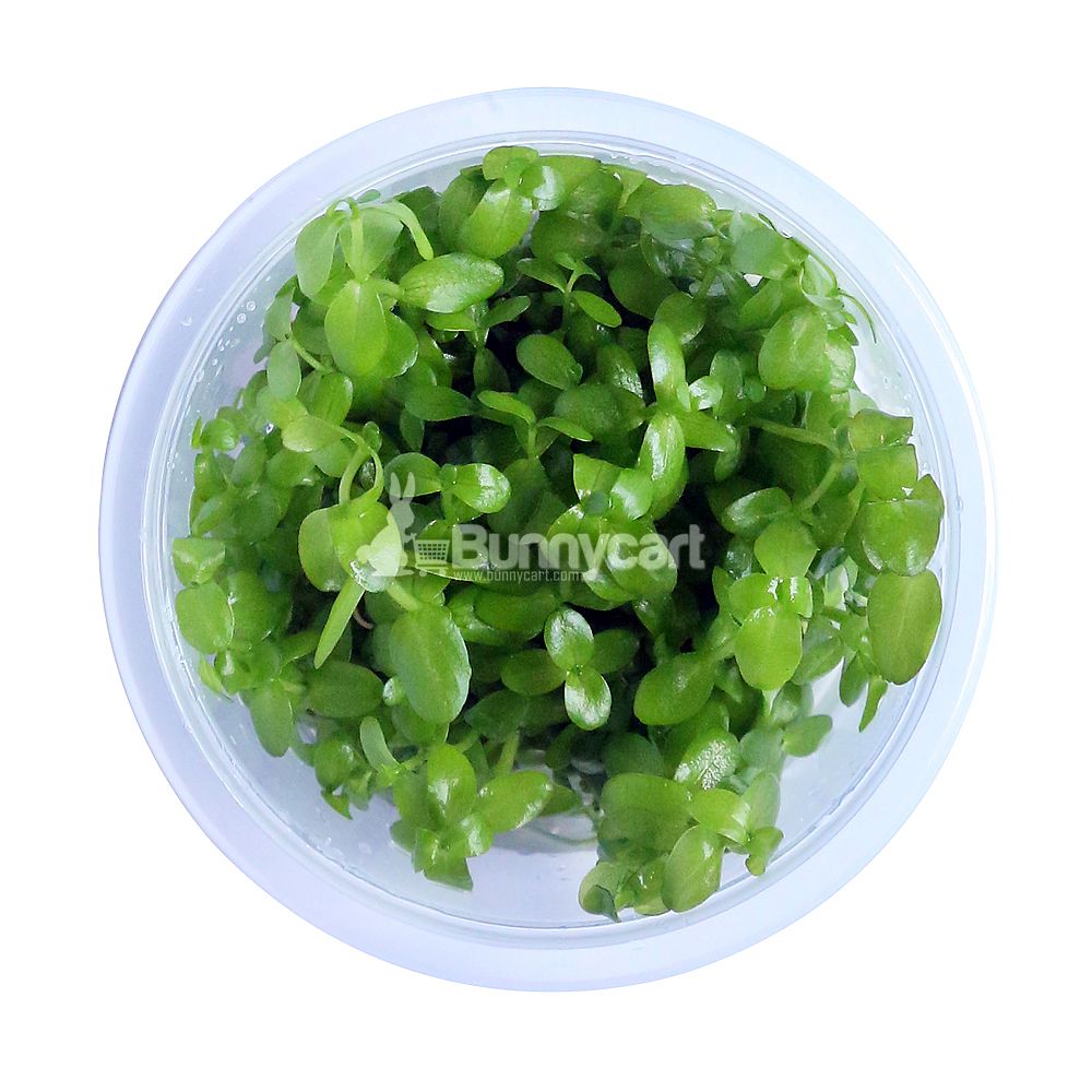Buy Bacopa Yellow Flame - Tissue culture cup online