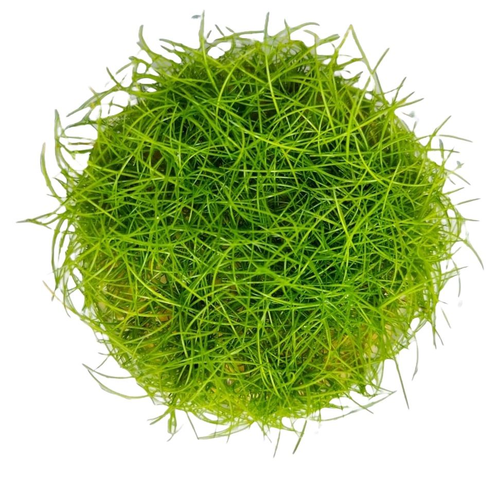 Elocharis parvula “Japanese”(Mini hair grass) - Tissue culture Aquatic ...