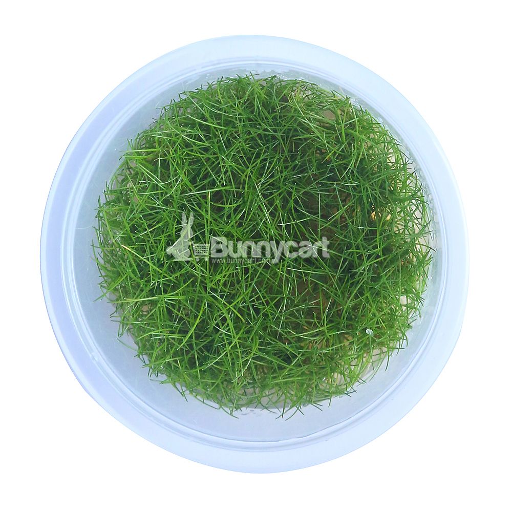 Elocharis parvula “Japanese”(Mini hair grass) - Tissue culture Aquatic ...