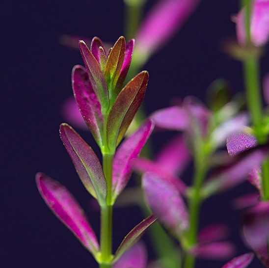 Buy Rotala ramosior Florida - Tissue culture Aquatic Plant