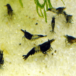 Black Rili Shrimp - Buy online