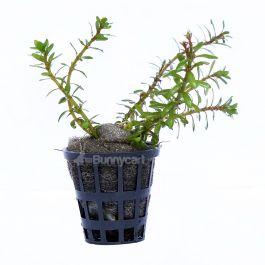 Buy Didiplis diandra online