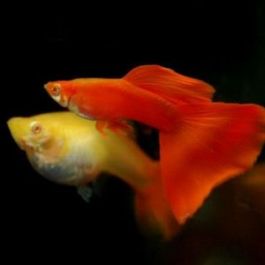 Full Red Guppy - Buy online