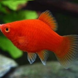 Red Platy - Buy online