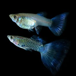 Buy Snake Skin Blue Guppy