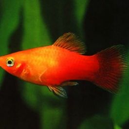 Sunset Platy - Buy online